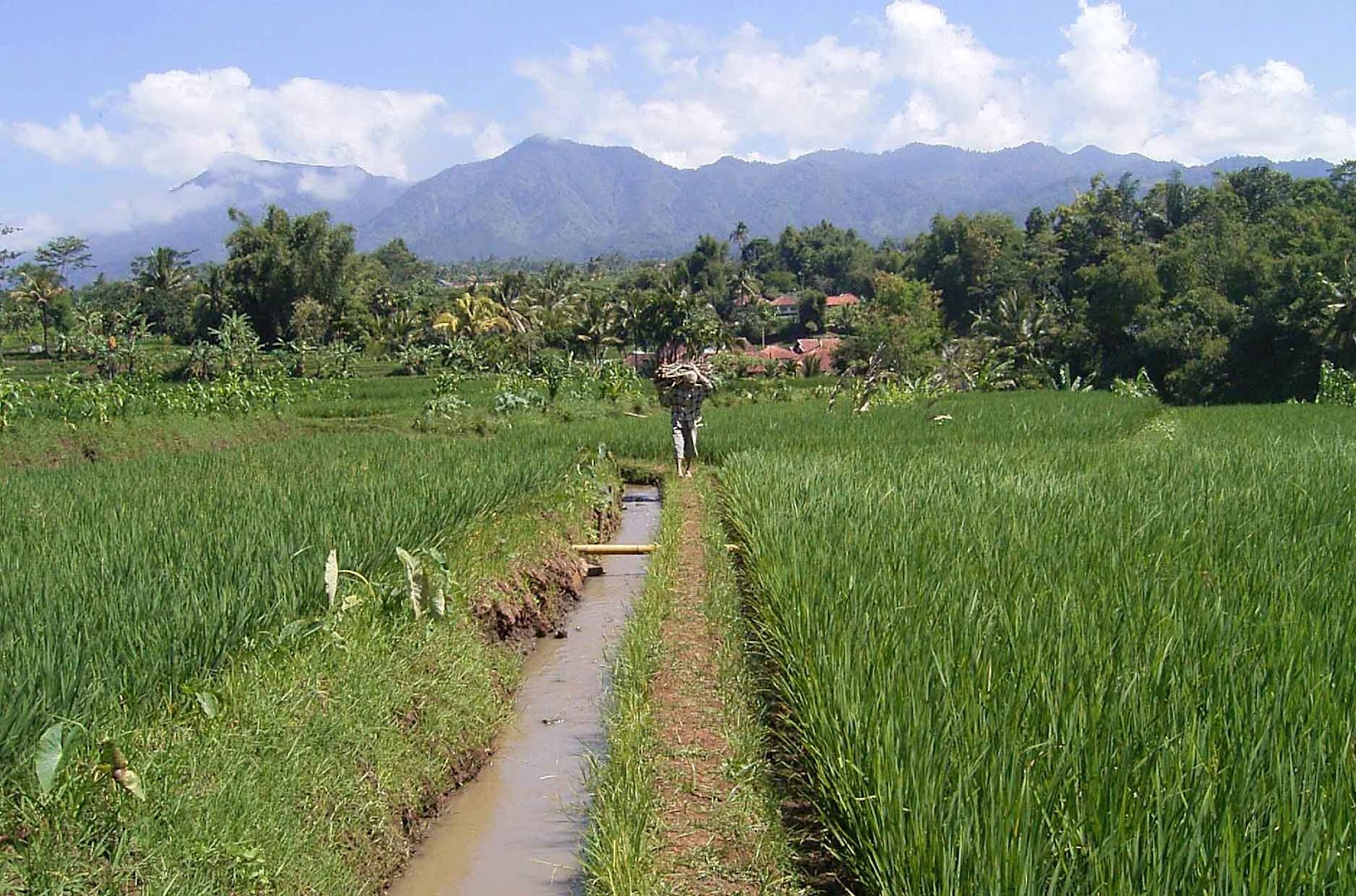 aponksandra's fields: BUDIDAYA PADI (Oryza sativa) DI INDONESIA