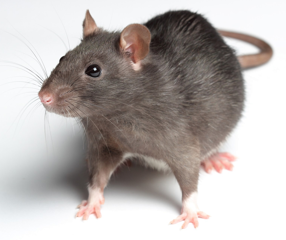 .: Michael Cohen is a Rat who Squealed like A Pig