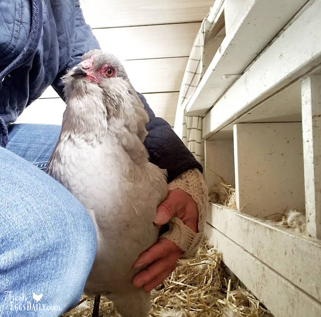 Handling a Bully in your Chicken Flock - Fresh Eggs Daily® with Lisa Steele