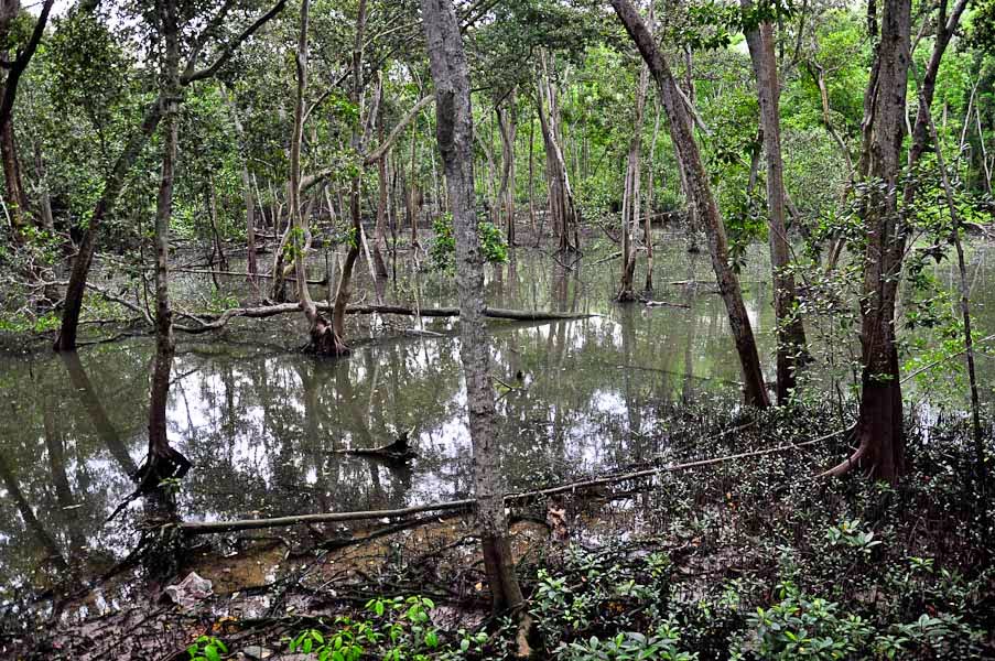 Sungei Buloh Wetland Reserve: Inside a tropical swampy jungle in Singapore
