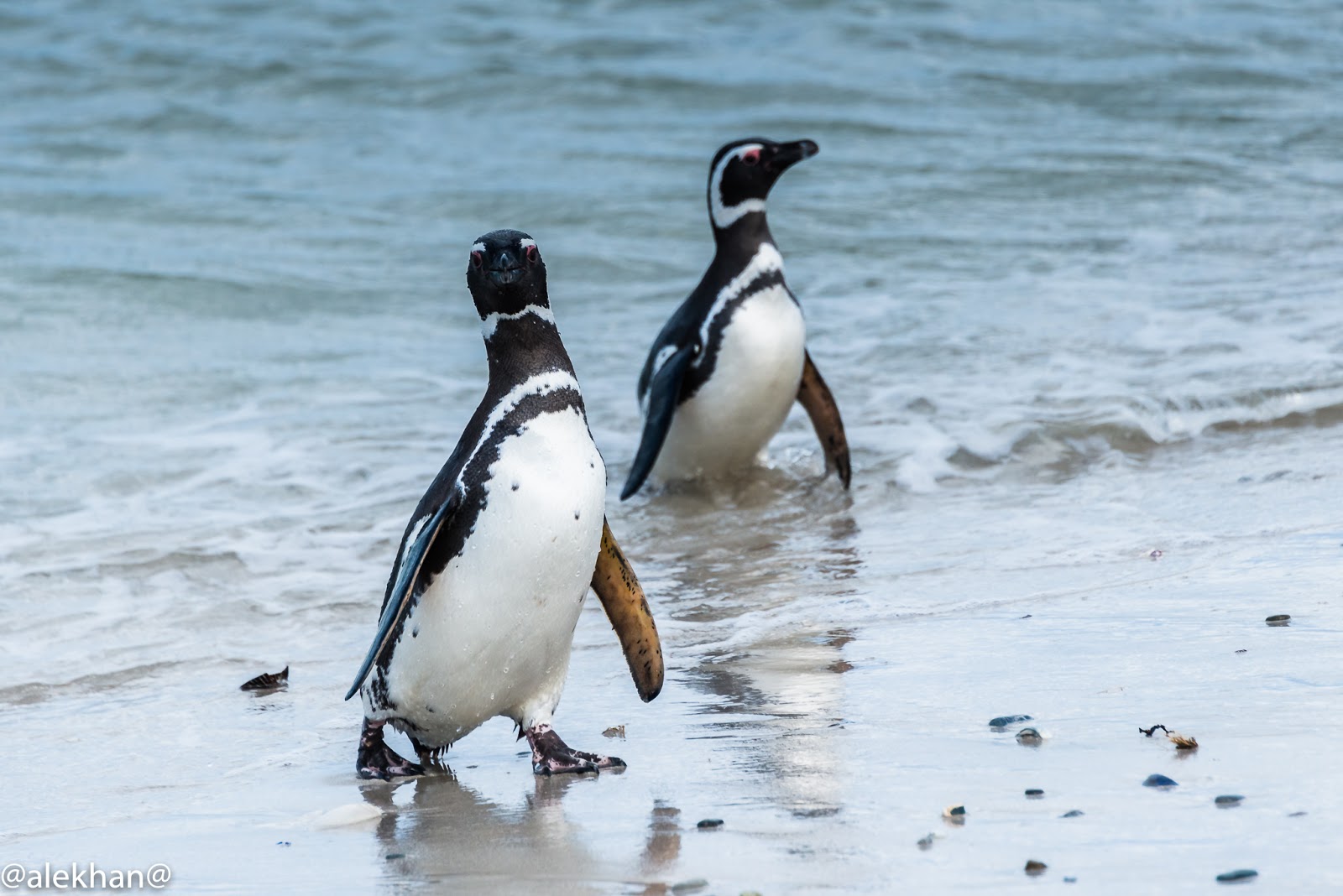 Pájaros, Pajarracos: Pingüino magallánico (FA)