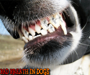 bad breath in dogs