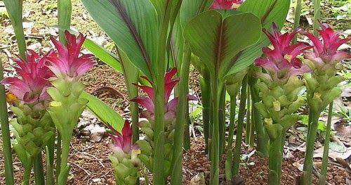 හරංකහ [Harankaha] (Curcuma zedoaria) ~ අපේ ඔසුපැළ Medicinal Plants of ...