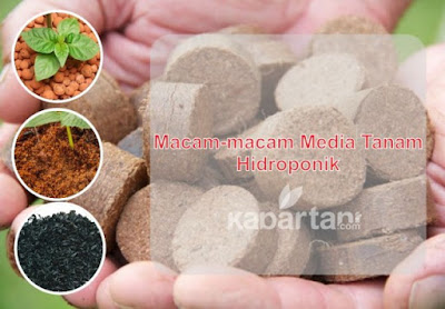 Macam-Macam Media Tanam Hidroponik Untuk Kebun Anda - Alasca Coast