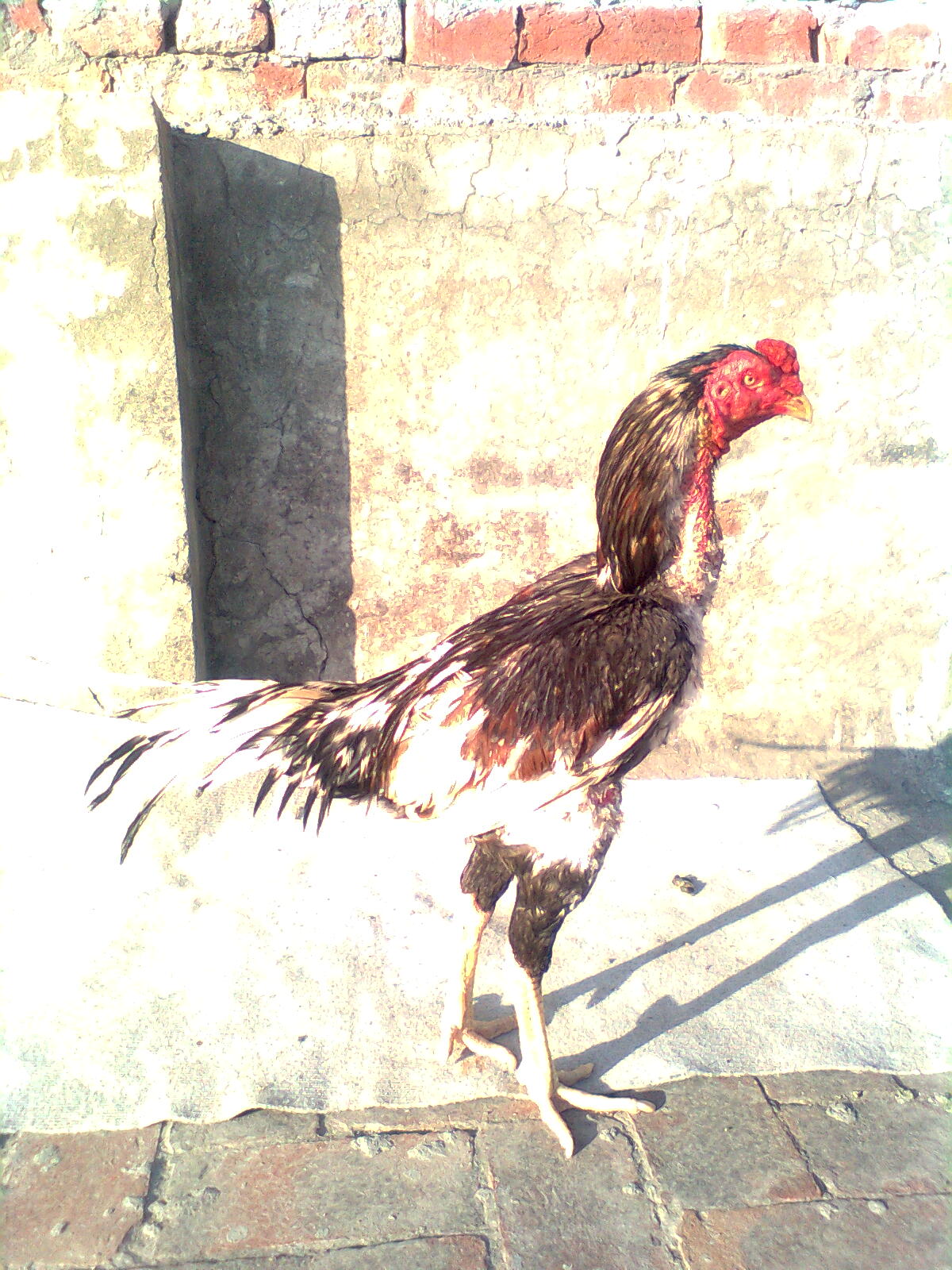 For the people who know what Aseels animals are: Slaita Mushka Aseel