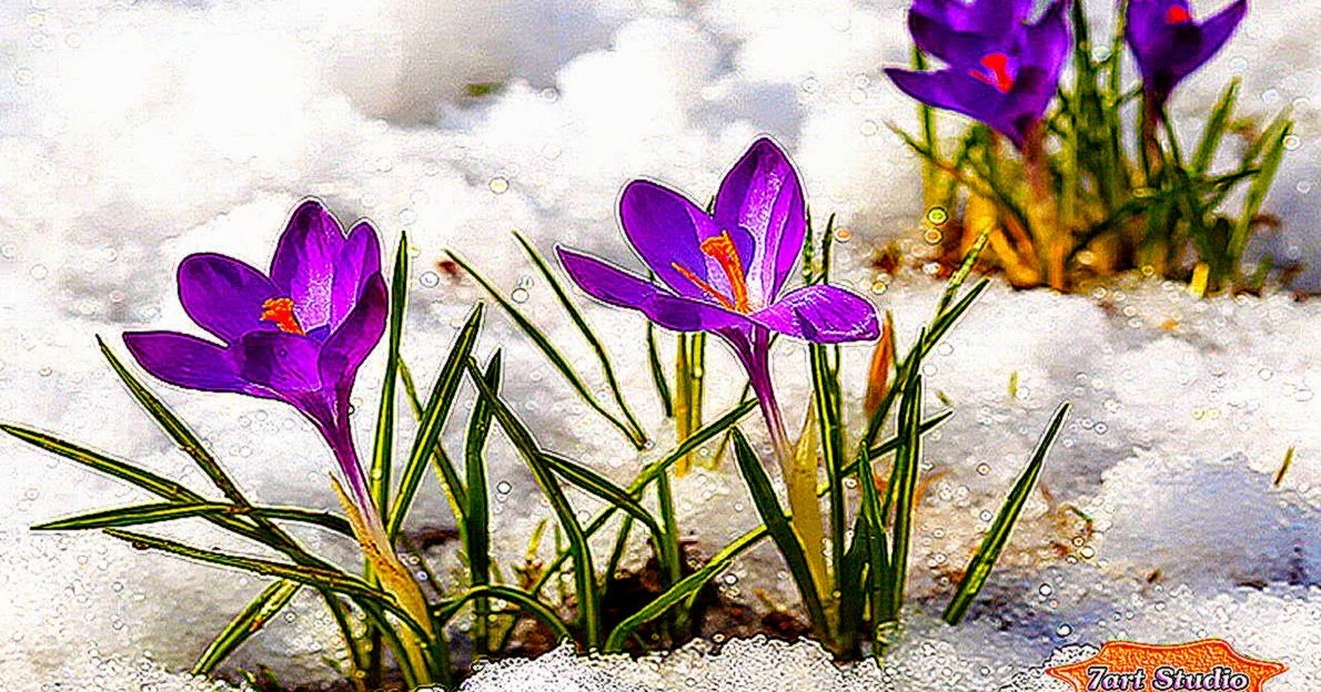 Animated Spring Flowers Screensavers | Free Best Hd Wallpapers