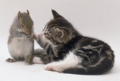 CHARLIE { HEARTS }: cute cat and squirrel!!!