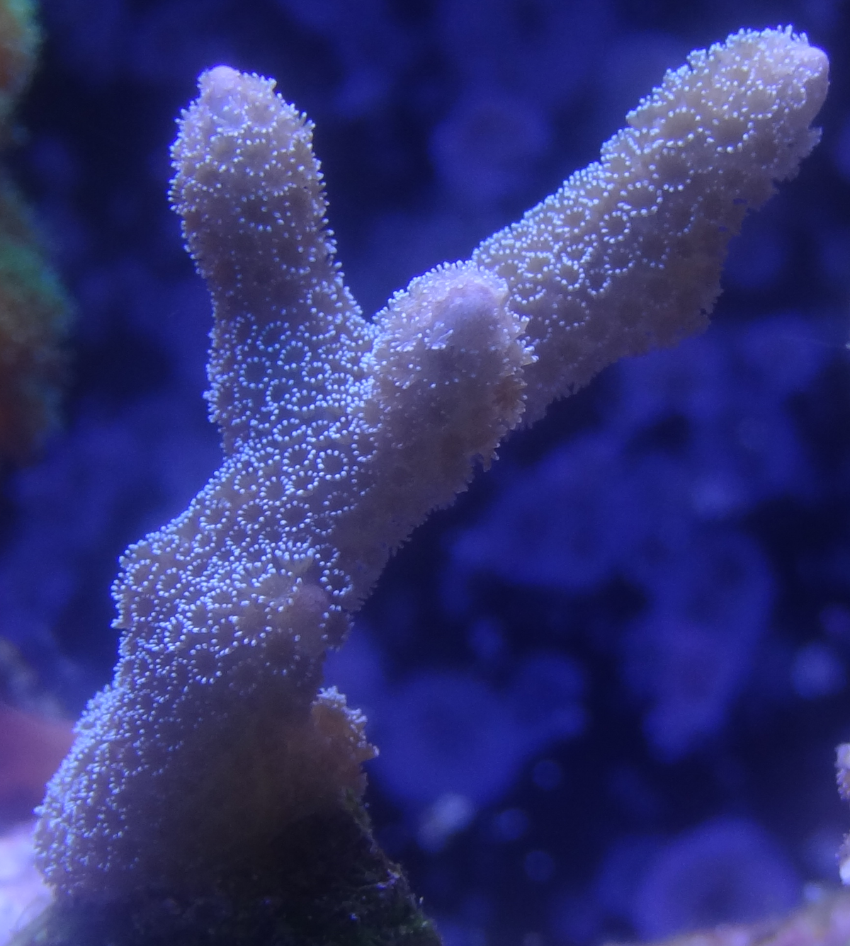 BoonBoy's Reef: Corals colors unleash