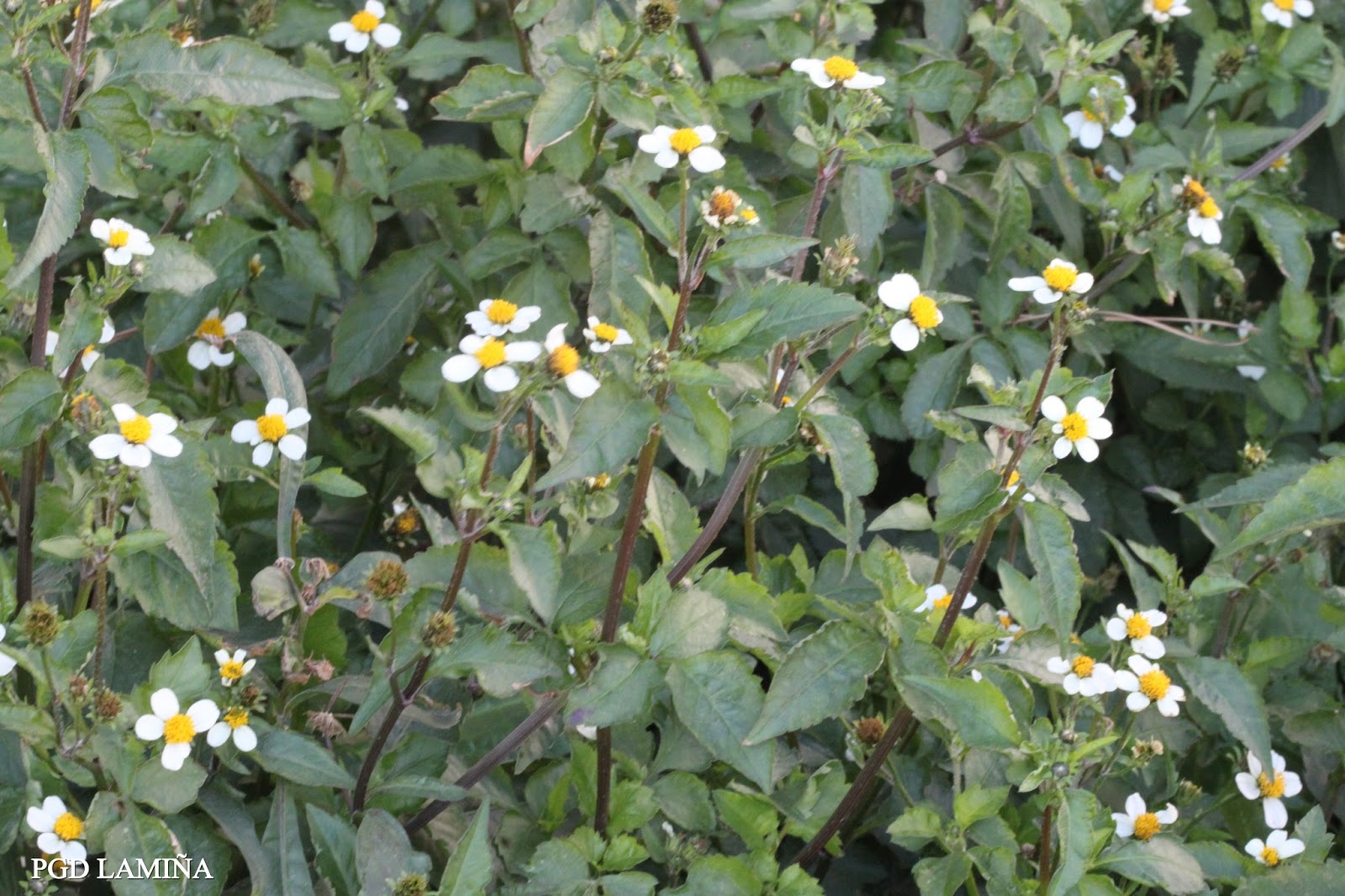 BIDENS PILOSA. amor seco.