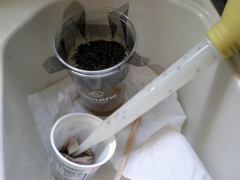 bee surprised: Beetlejail Entrance Trap