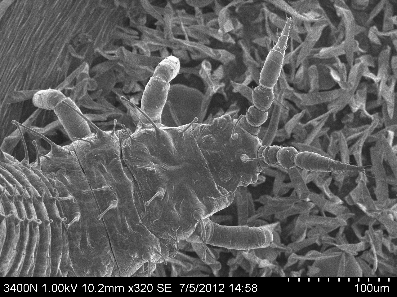 Scanning Electron Microscope Blog: An unexpected bonus - a thrip larva