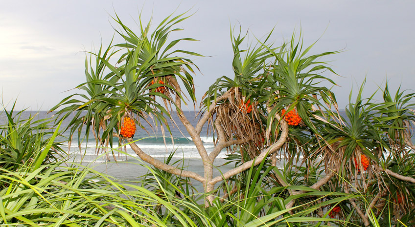 Hawaiian Organic Noni: Health Food: The Art and History Behind our ...