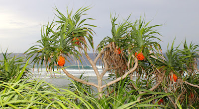 Hawaiian Organic Noni: Health Food: The Art and History Behind our ...