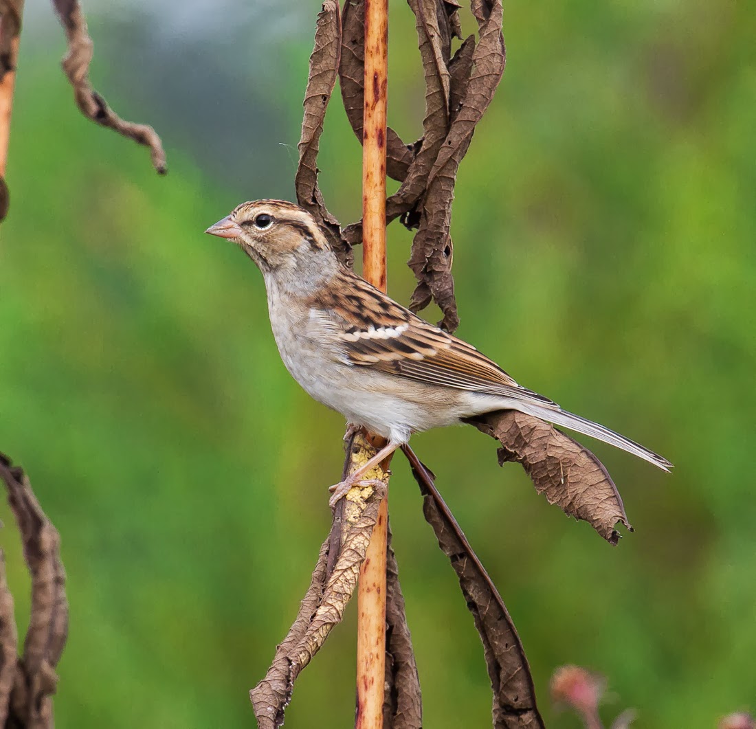Surner Birding: Sparrow Hunting