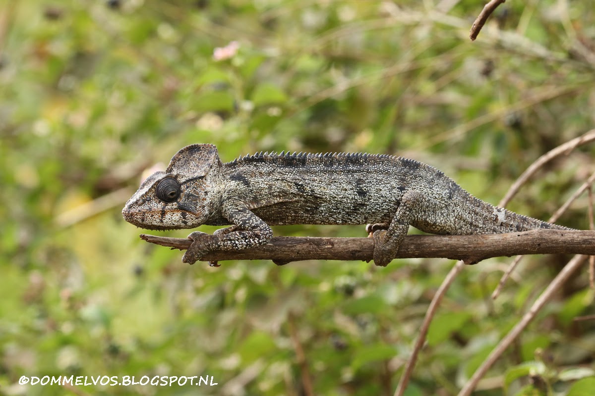 Dommelvos Natuurfotografie: Madagaskar - kameleons
