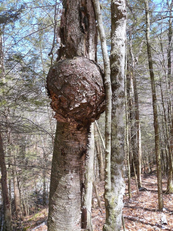 Timberturner + Bowlwood Woodturning: Barking Up the Right Tree