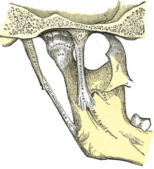 ARTICULACION TEMPOROMANDIBULAR: DEFINICION DE ATM