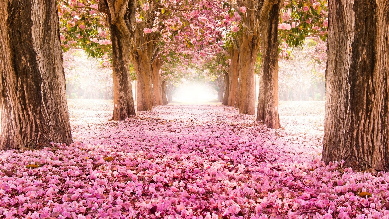 30 Beautiful Forest Flowers Wallpapers | MagOne 2016