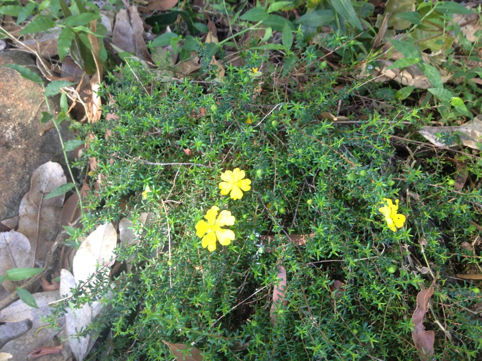 Try Growing: Hibbertias (Guinea-flowers) | Growing Illawarra Natives
