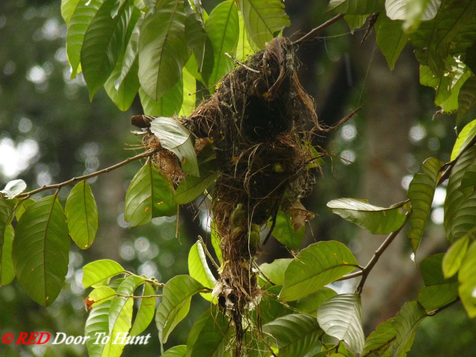 RED Door To Hunt: Rekod Bersarang Burung Takau Dada perak~Serilophus ...