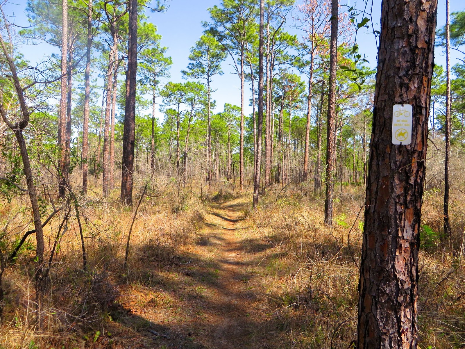 Chuck's Adventures: Biking Florida's Croom Mountain Biking Trails