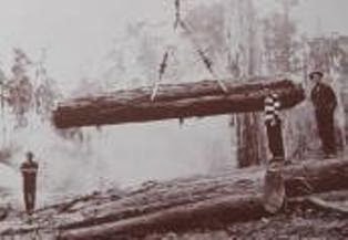 Part of the Past NZ History: Language of Timber Industry early NZ