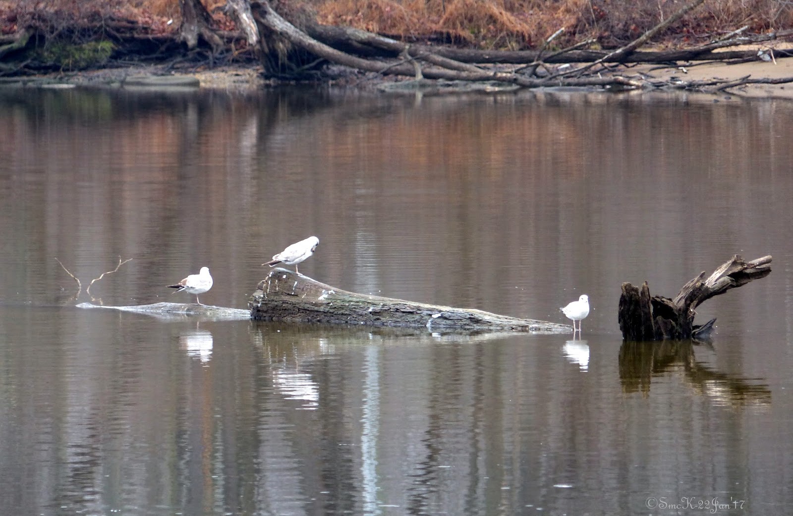 CapeBreton-NorvellHimself-SingleMalt: From The Pier - behind the Upper ...