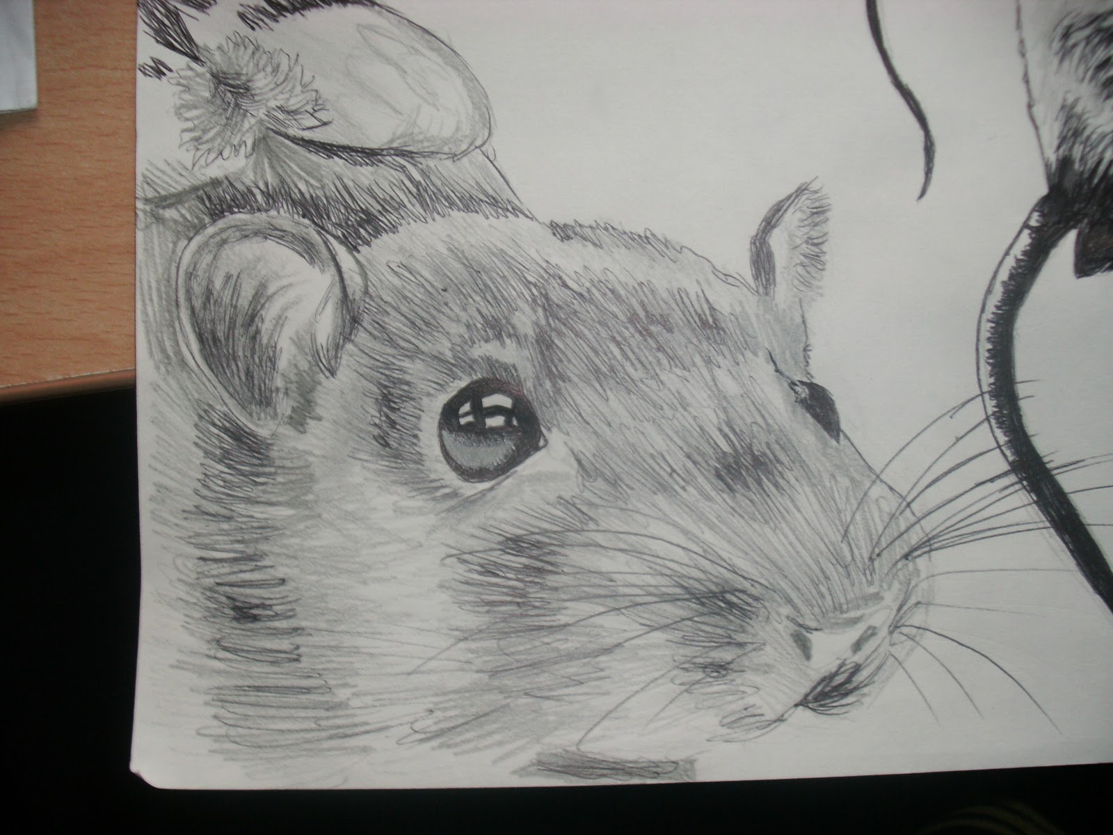 The Plain Clothes Clown: Flying Rats