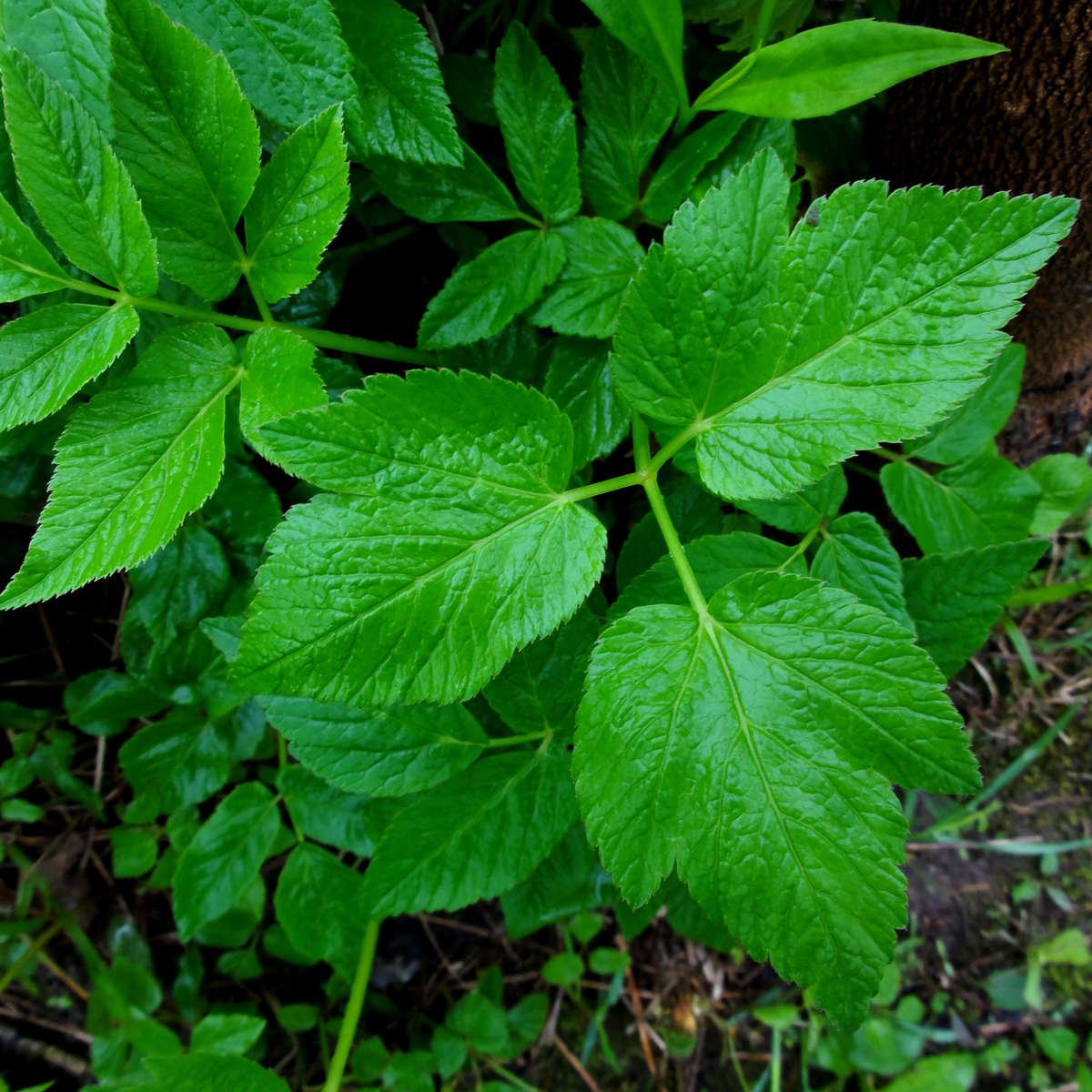 Honeysuckle Haven or Hell's Half Acre: Aegopodium podagraria (Bishop's ...
