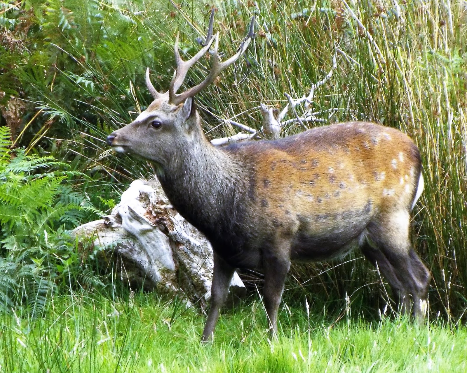 Lizzie Lenard Vintage Sewing: A Picture for Sunday - Sika Stag
