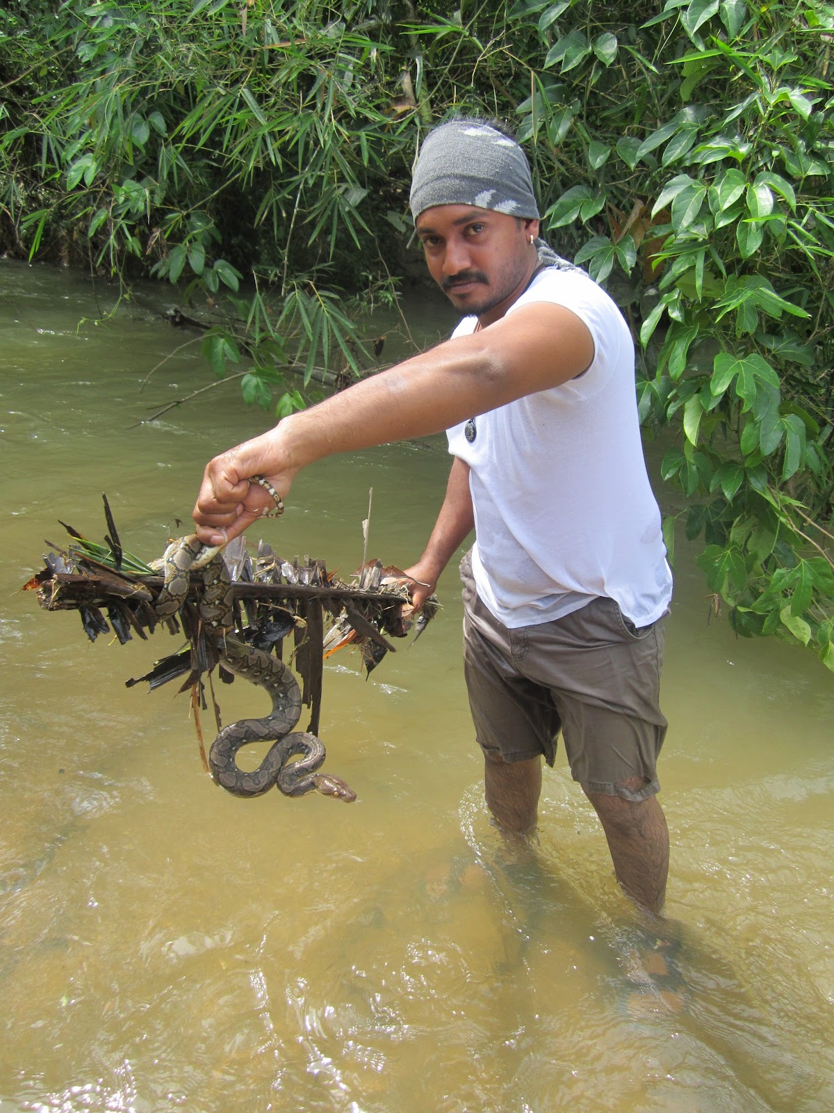 SON OF THE SNAKE KING MALAYSIA: Snake Hunting