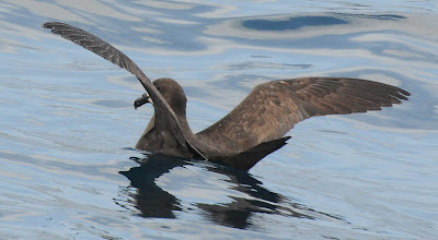 A Wandering Naturalist: New Zealand: Pterodromas and Prions