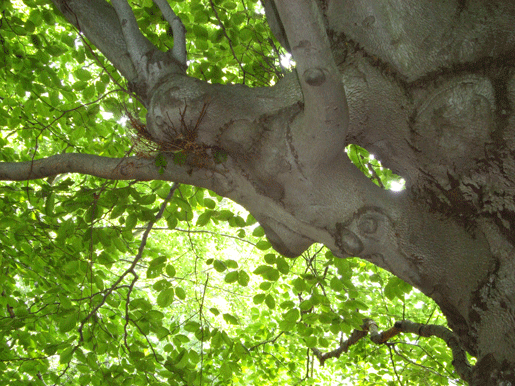 În căutarea eului pierdut - In search of lost self: Fagul