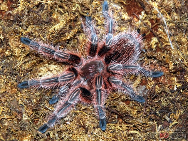 My Tarantism: Chilean Rose Tarantula