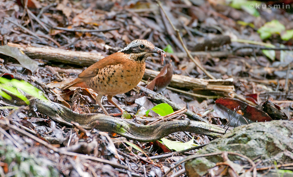 punkbirdr.photo: Kaenkrachan (Thailand) + with Guide Paan