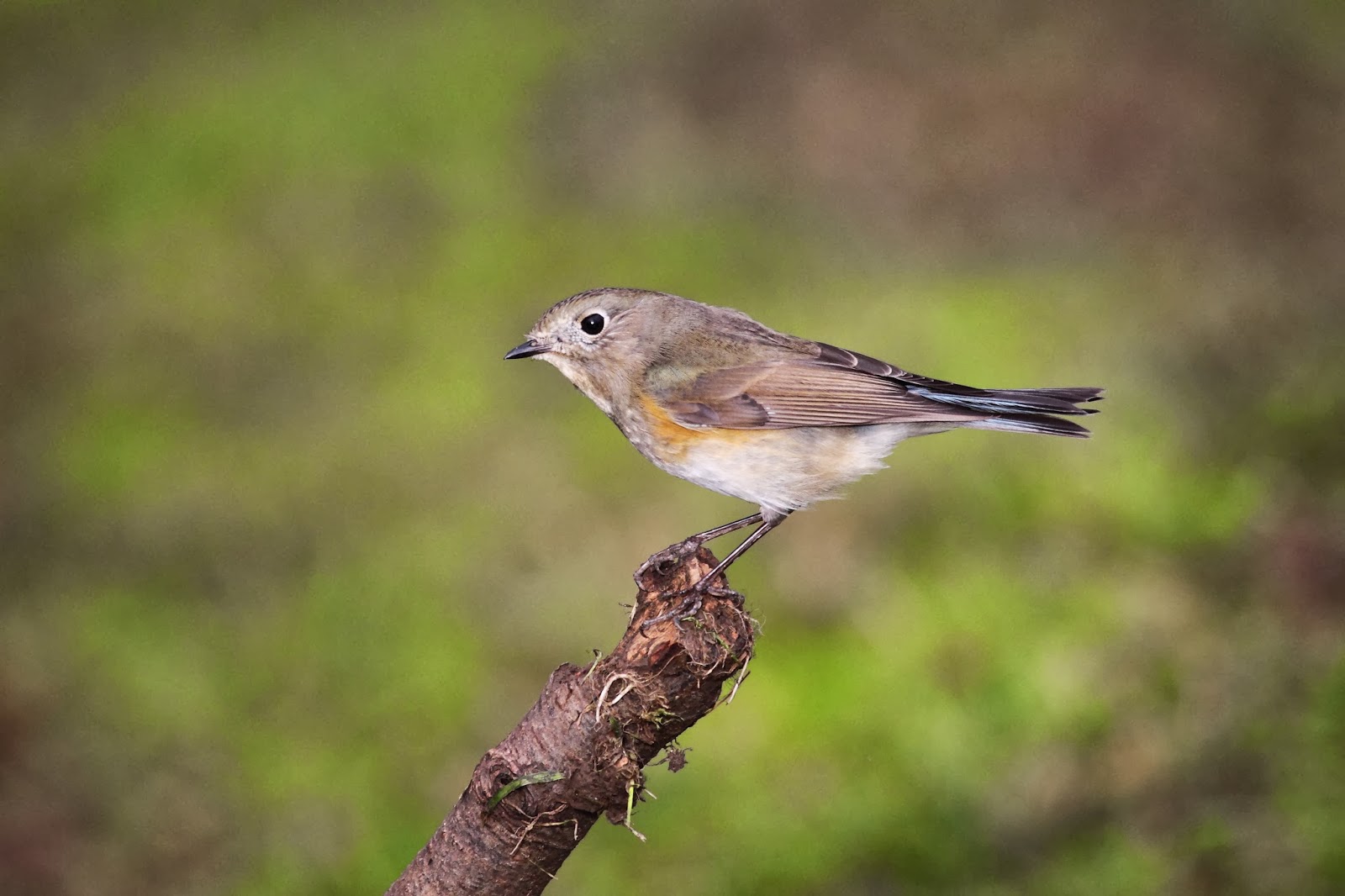 The Deskbound Birder: Red-flanked Bluetail - Marshfield, Gloucestershire