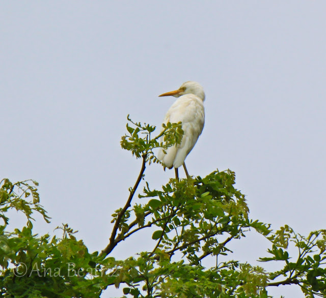 Aventura fotográfica: Garza Blanca (Ardea alba). Sur del Lago de Maracaibo