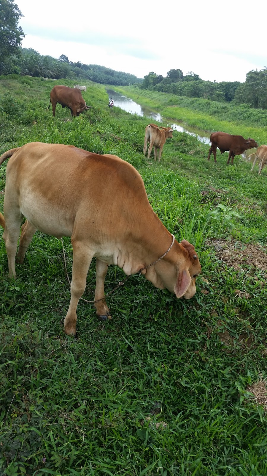 Warisan Petani: Ternakan lembu 13