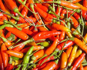 Jenis-jenis tanaman cabai