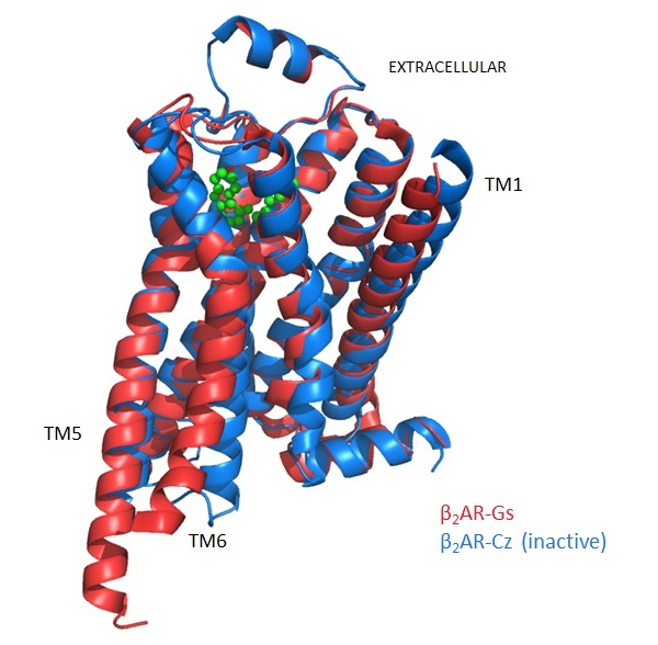Crystal Structure of the Beta-2 Adrenergic Receptor-Gs Protein Complex ...