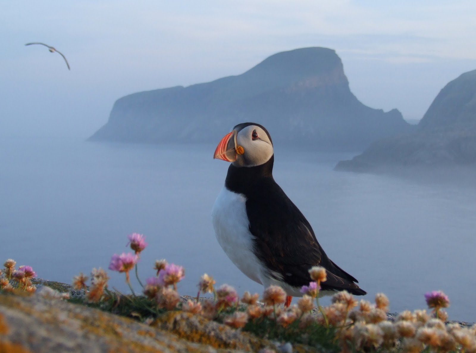 Fair Isle: Atlantic Puffin - fratercula arctica - memories from July 2009