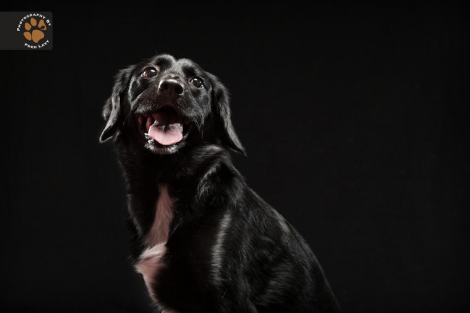 Hermosas fotos de perros negros que a menudo son pasados por alto para ...