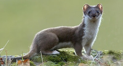 Nikola Kužet: Divlje zvijeri u centru grada