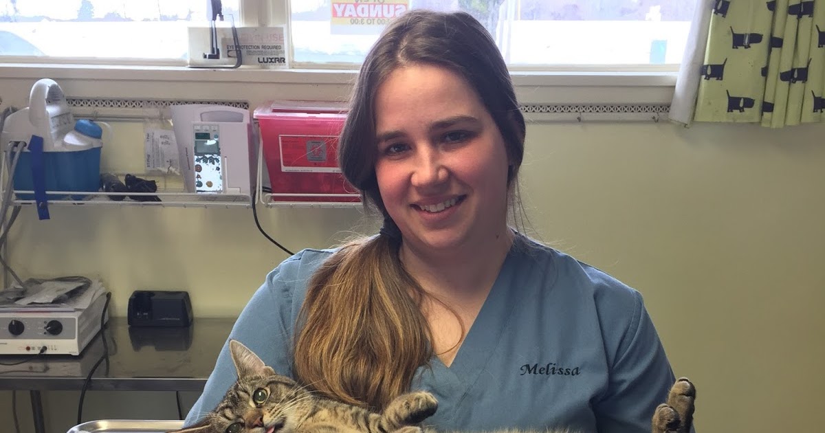 Diary of a Real-Life Veterinarian: ISO New Vet. How To Find A Vet To ...