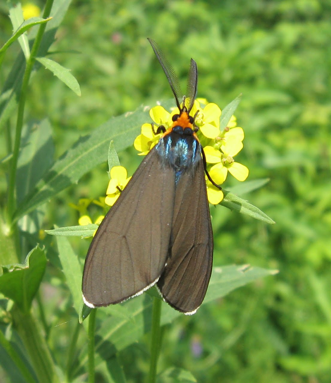 Tangled Web: An Eclipse of Moths