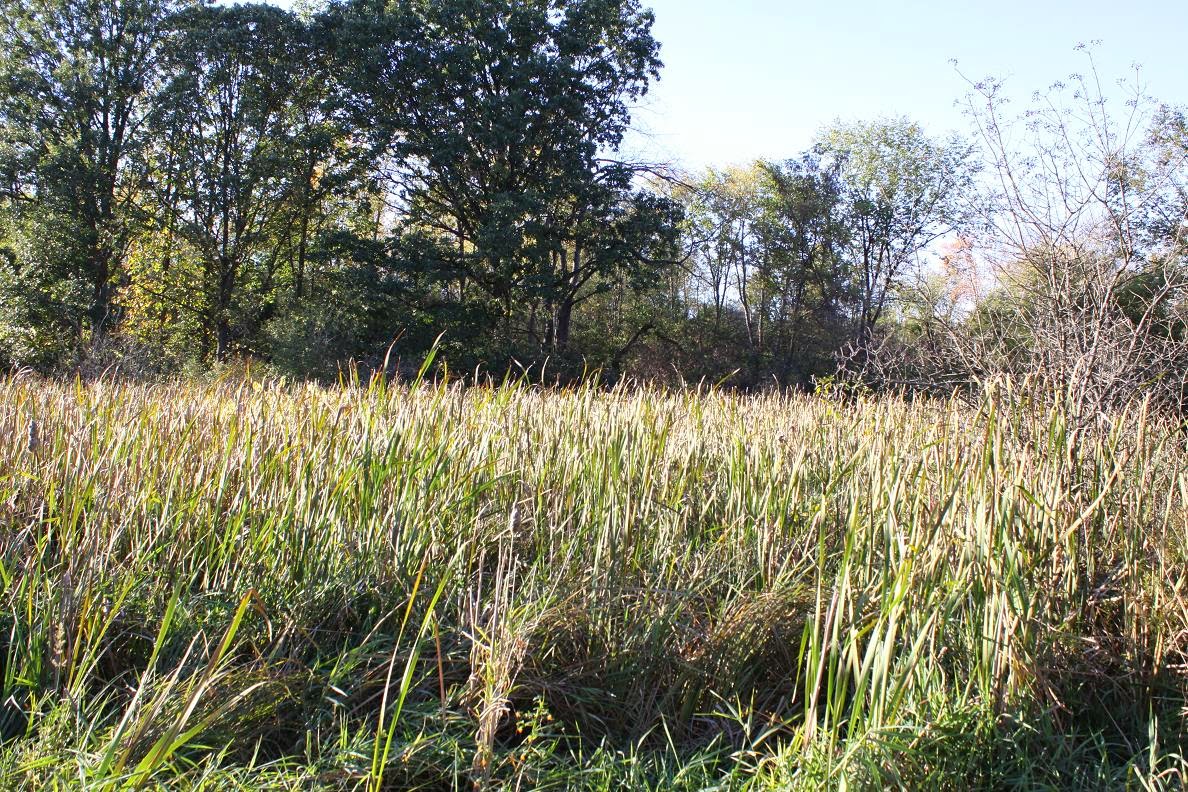 Michigan Exposures: Pittsfield Township - Marsh View Meadows Park