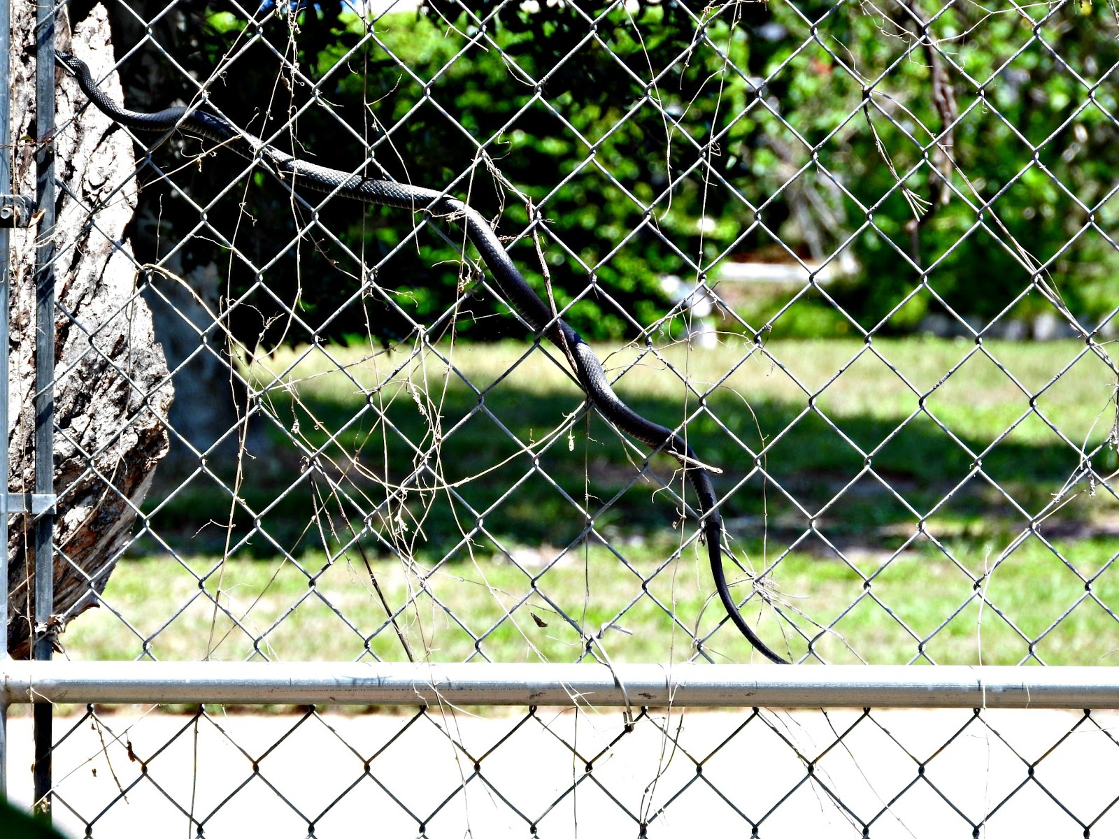 MadSnapper: Snake Take!