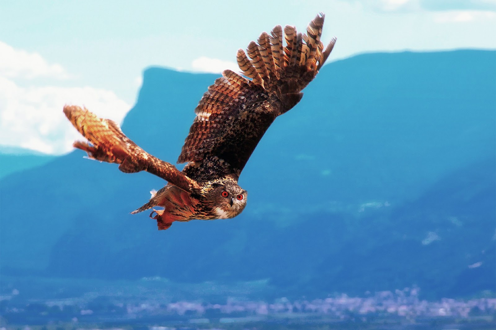 Wallpapers ave buho pack 2