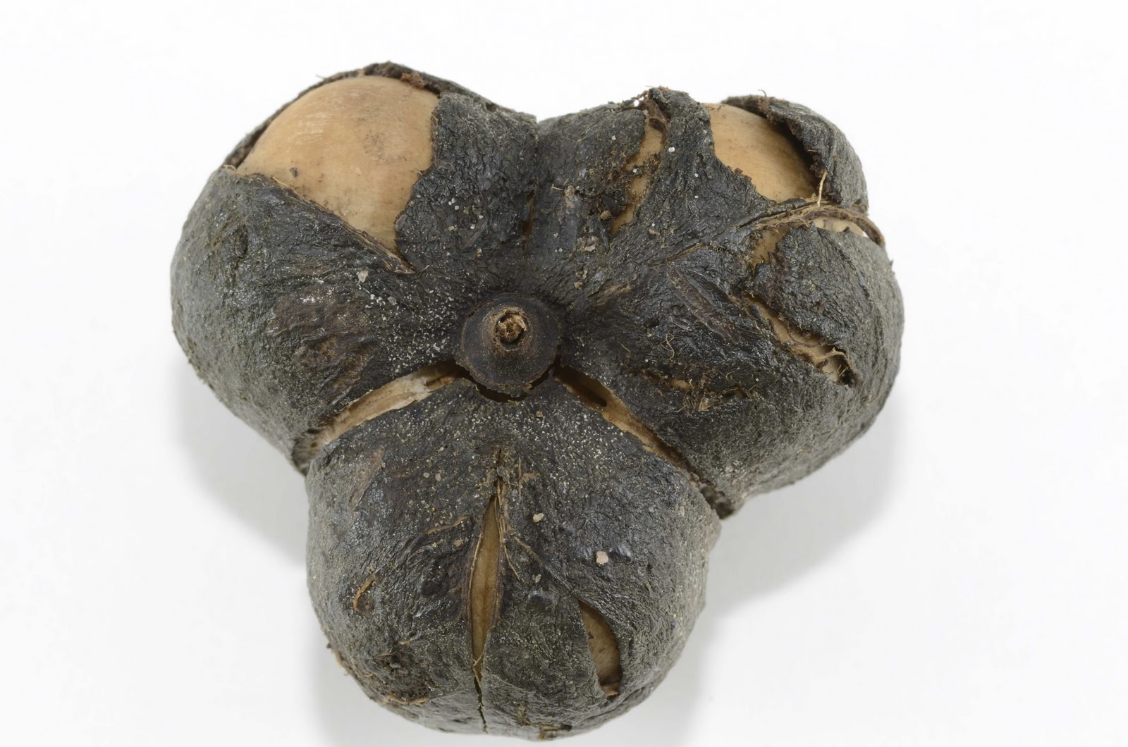 Mountain and Sea: Rubber - Fruit and Seed