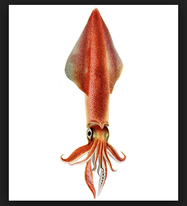 Donatas Eičas / jūrinė žūklė: Gelmių karalius - kalmaras